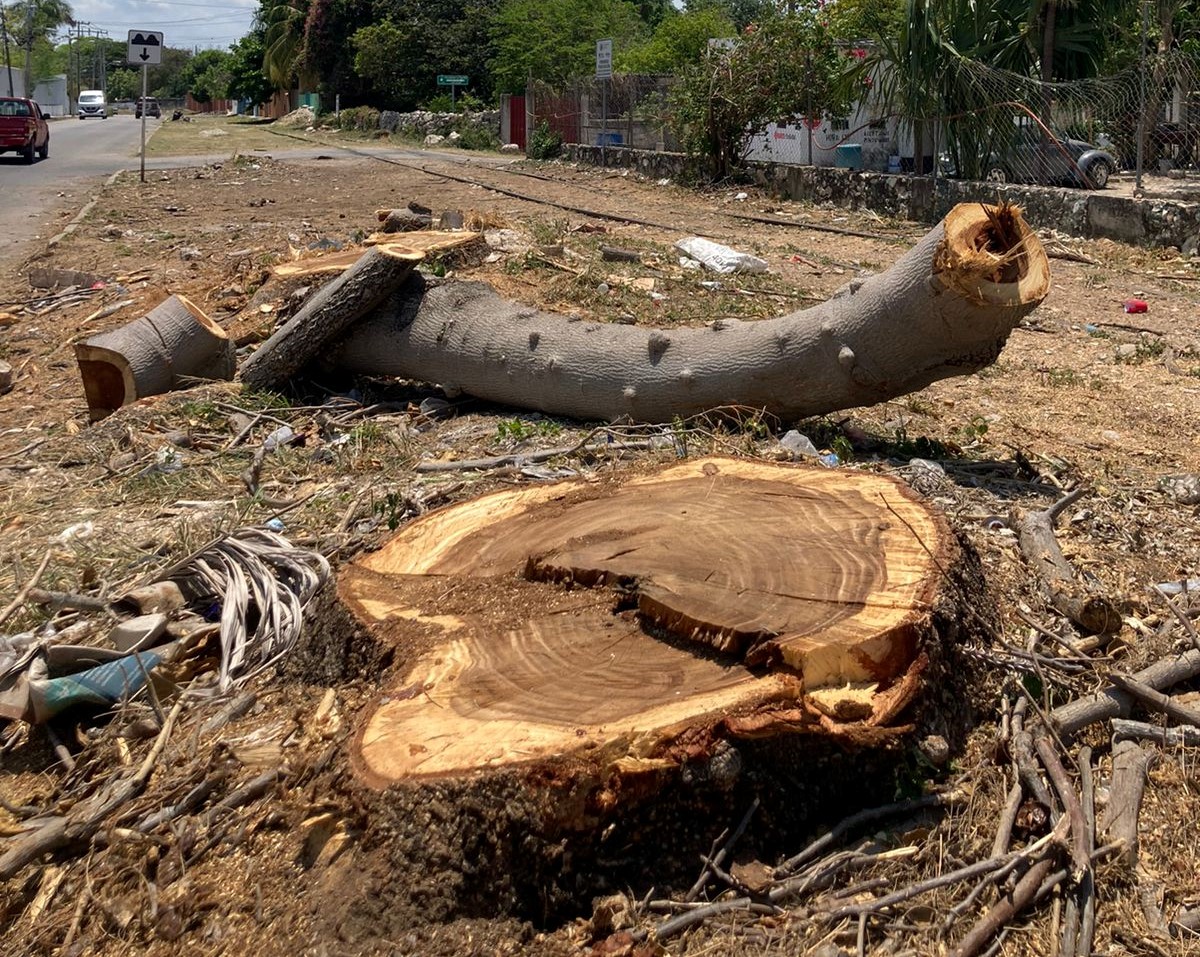 "Ya no vamos a querer vivir en este infierno sin árboles" - Líneas ...
