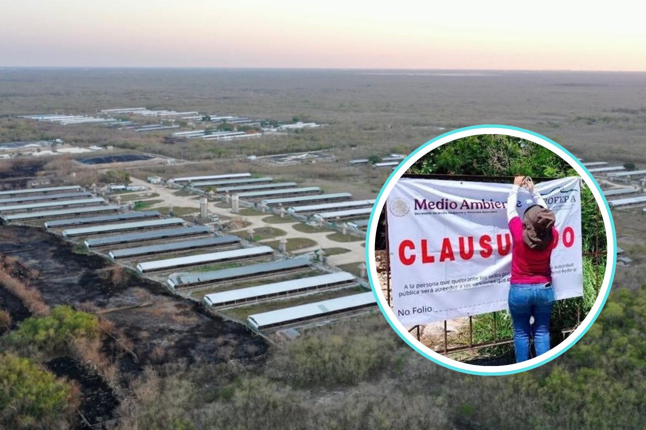 Santa María Chi vence a los 49 mil cerdos: clausura definitiva de la ...